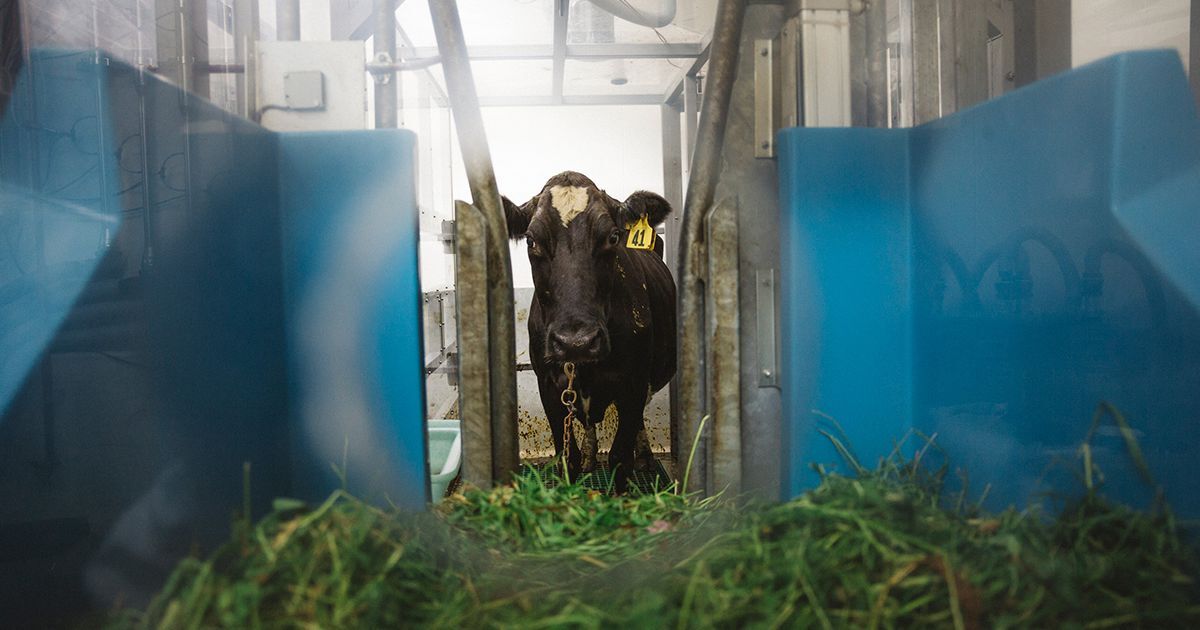 Cutting Down on Cow Burps to Ease Climate Change - Bloomberg