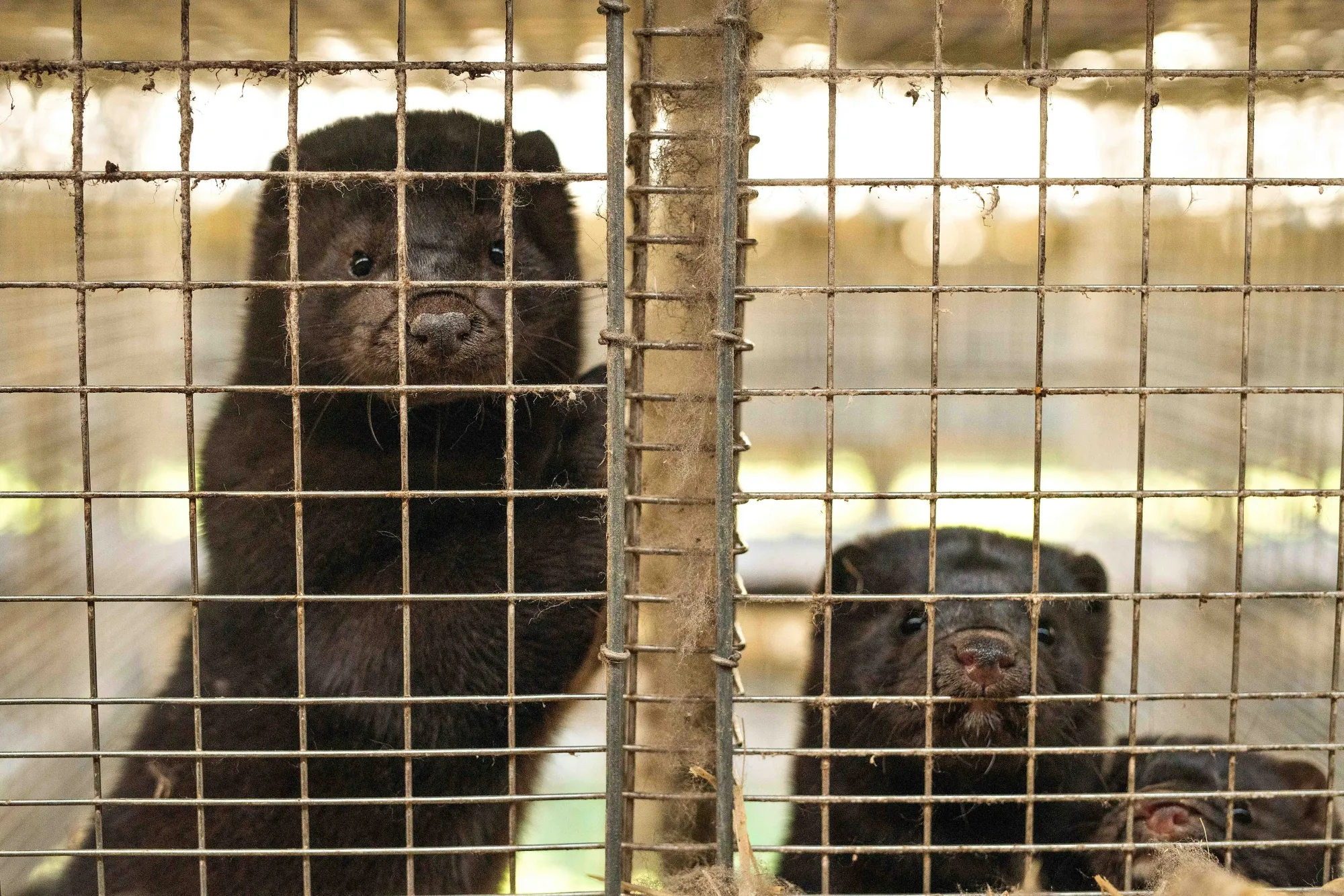 Denmark Prime Minister Misled the Public on Covid Mink Culling, Probe ...