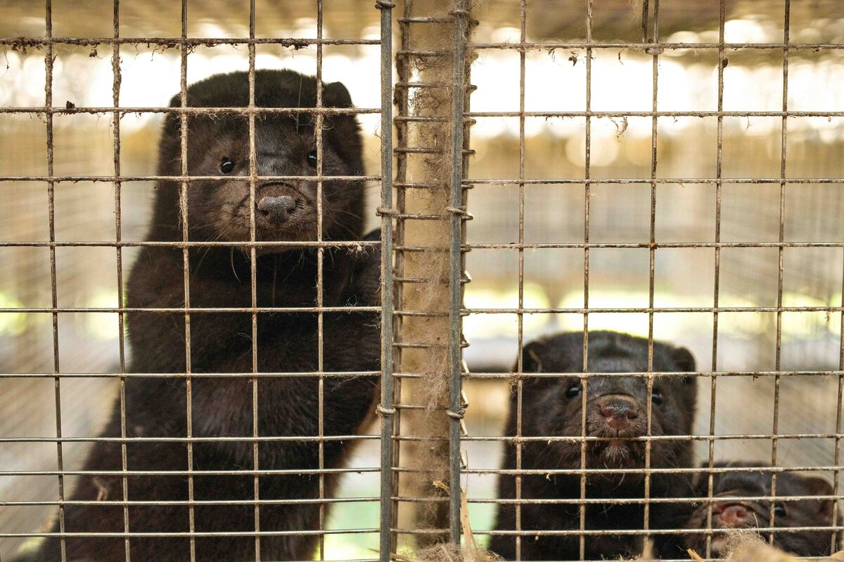 Denmark Prime Minister Misled the Public on Covid Mink Culling, Probe ...