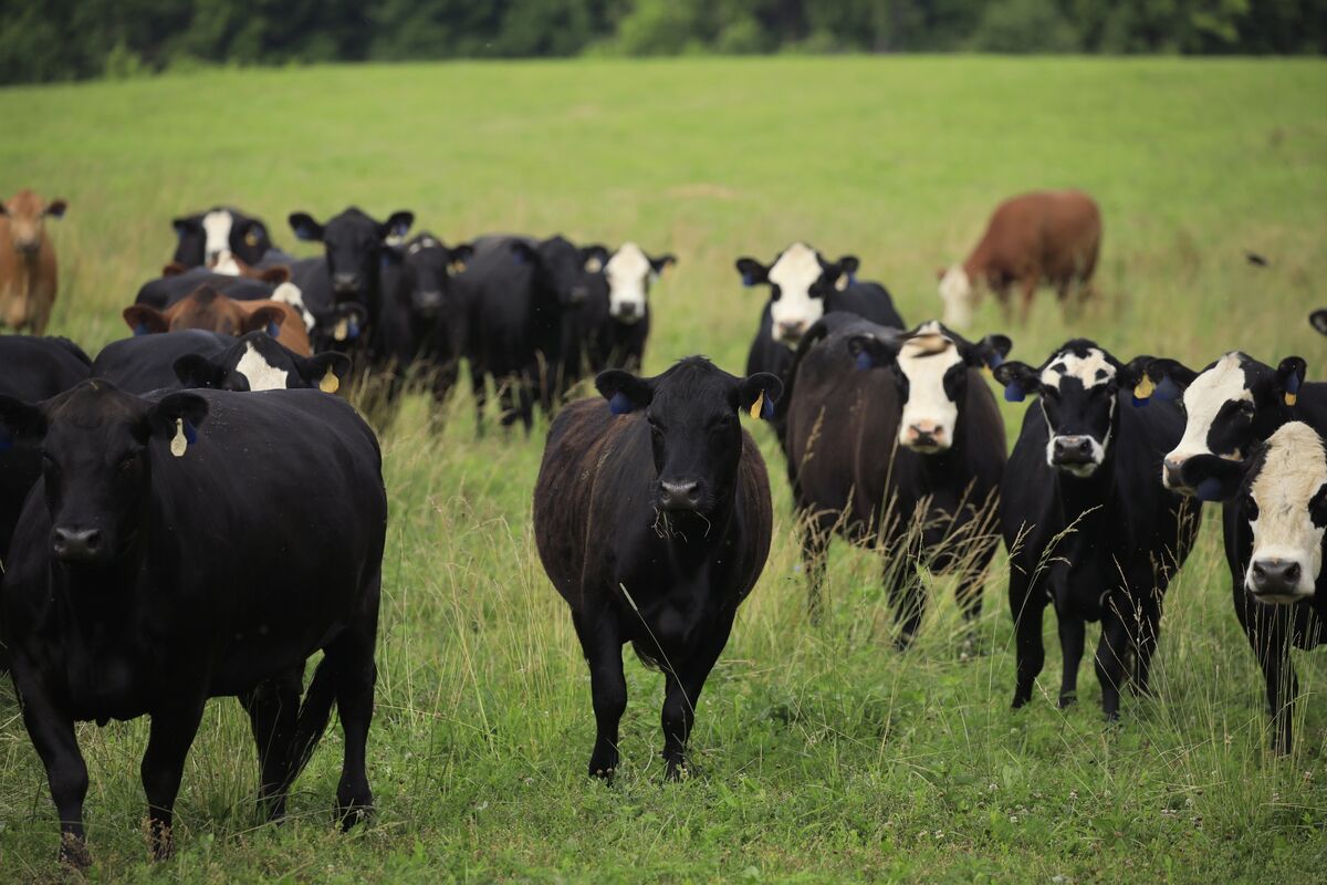 US Beef Prices Set Record With Drought, Screwworm Keeping Herds Small ...