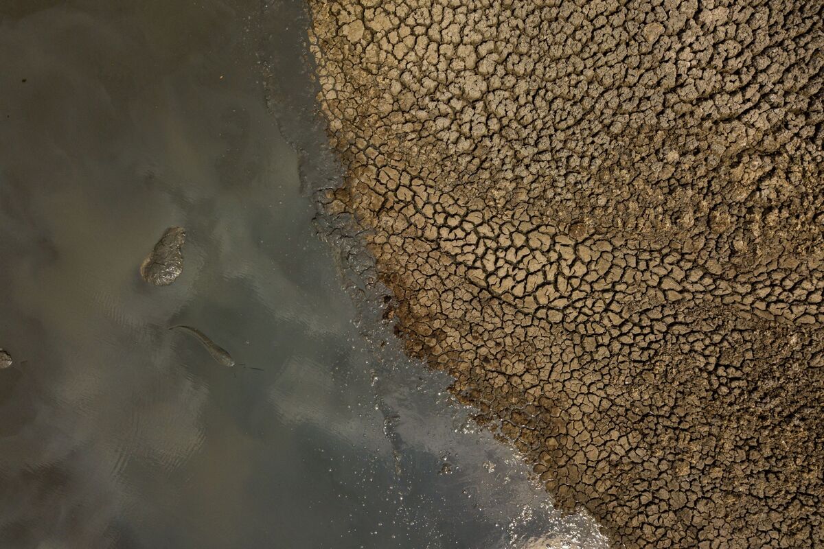 Drought Drives Zimbabwe’s Biggest Elephant Migration Since 2019 - Bloomberg
